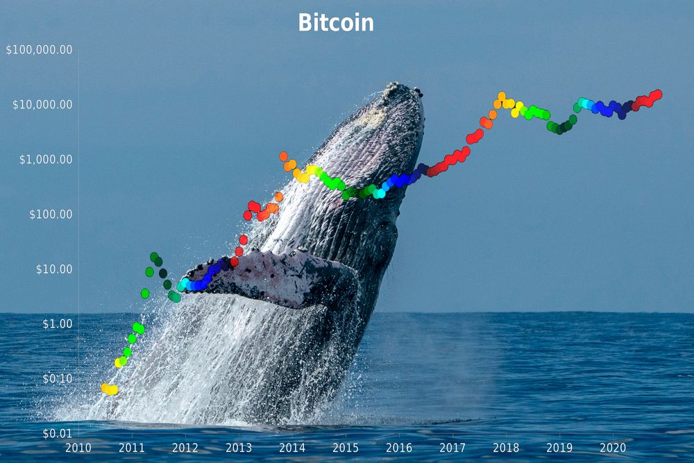 Crypto Whale Movements: How They Trigger Bullish and Bearish Market Trends | Yellow.com